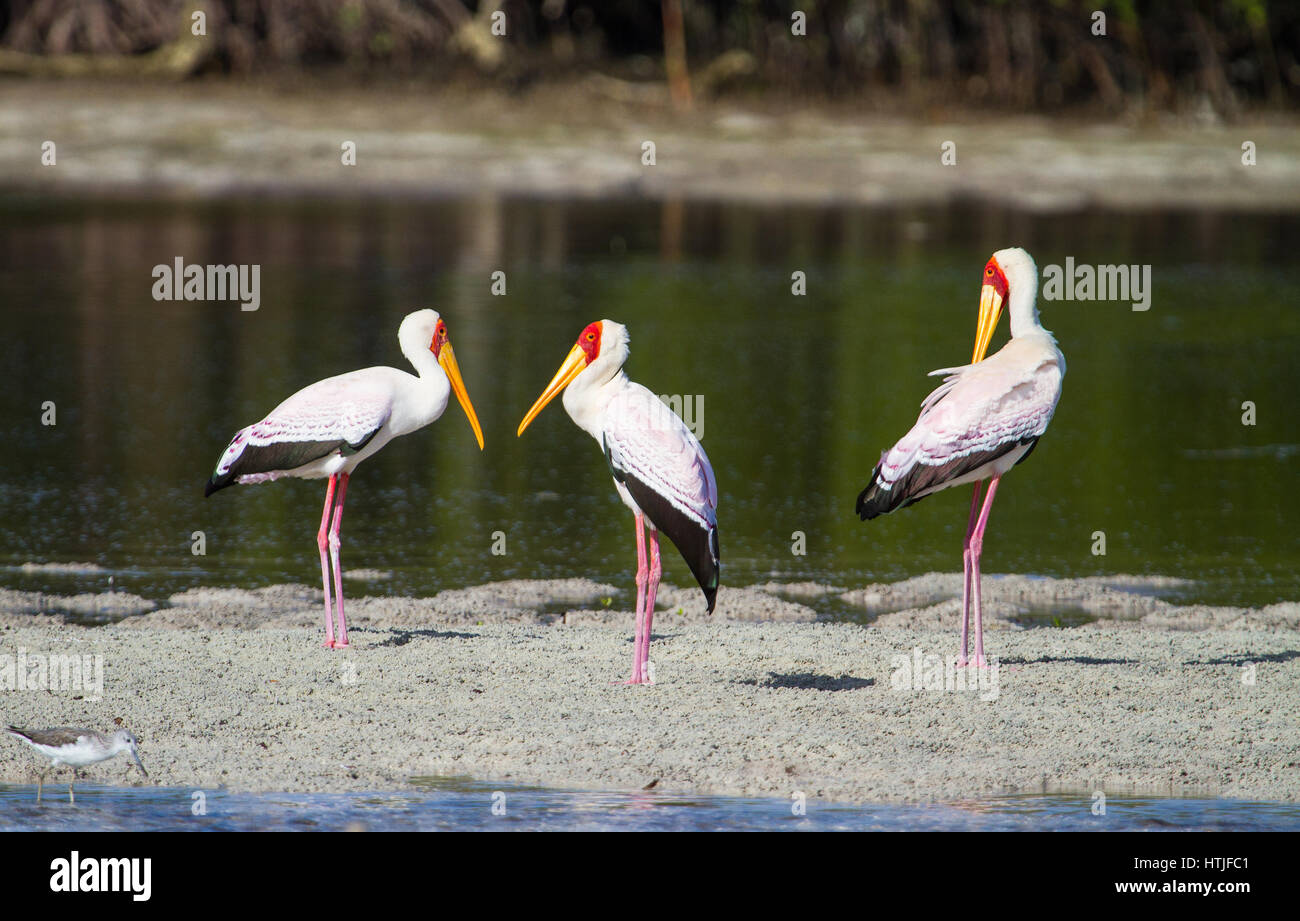 Mycteria ibis. Yellow-billed stork Stock Photo - Alamy
