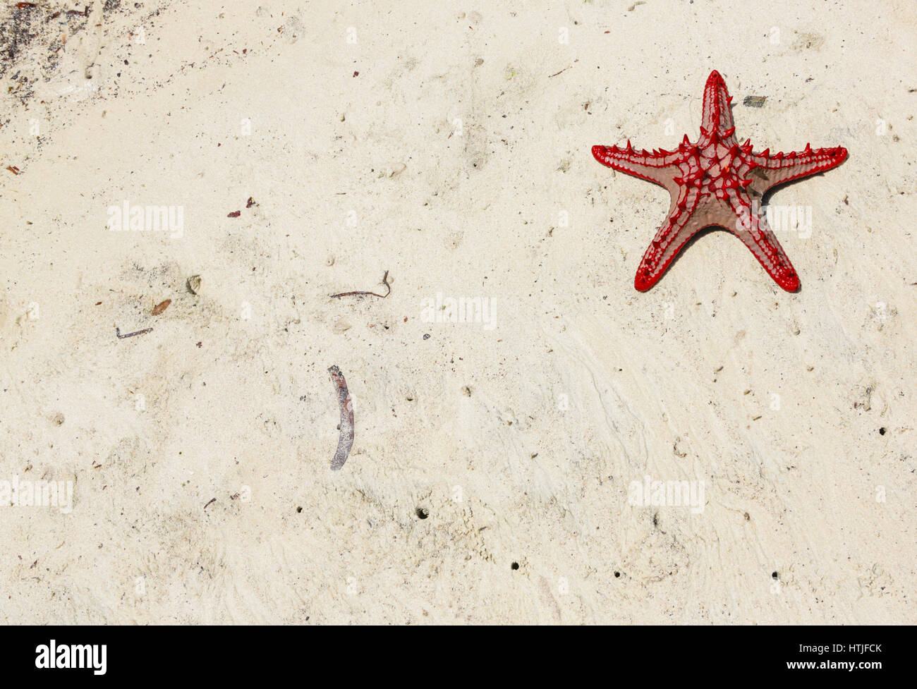 Red-knobbed Sea Star (Protoreaster lincki). Watamu, Kenya Stock Photo ...