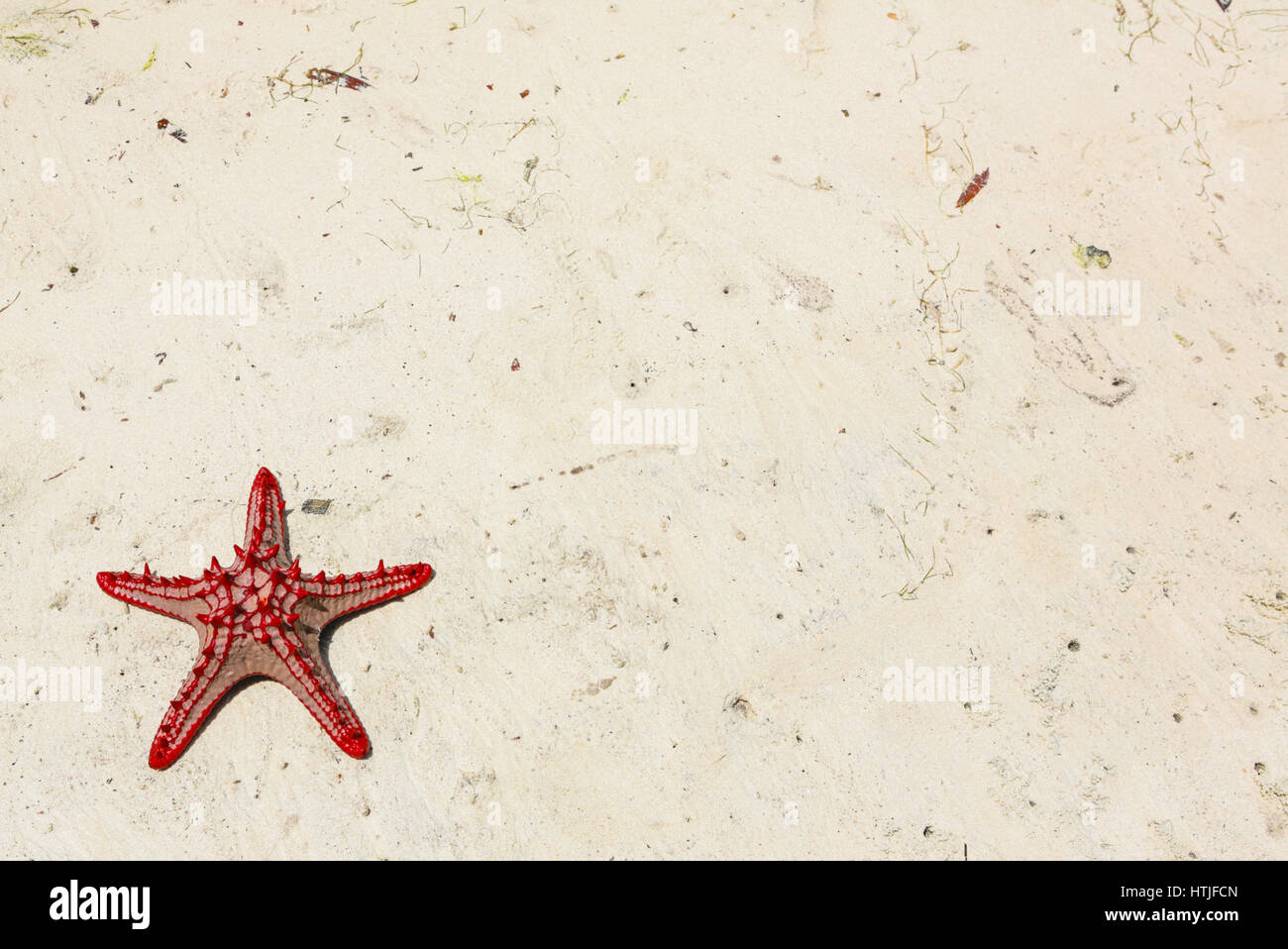 Red-knobbed Sea Star (Protoreaster lincki). Watamu, Kenya Stock Photo ...