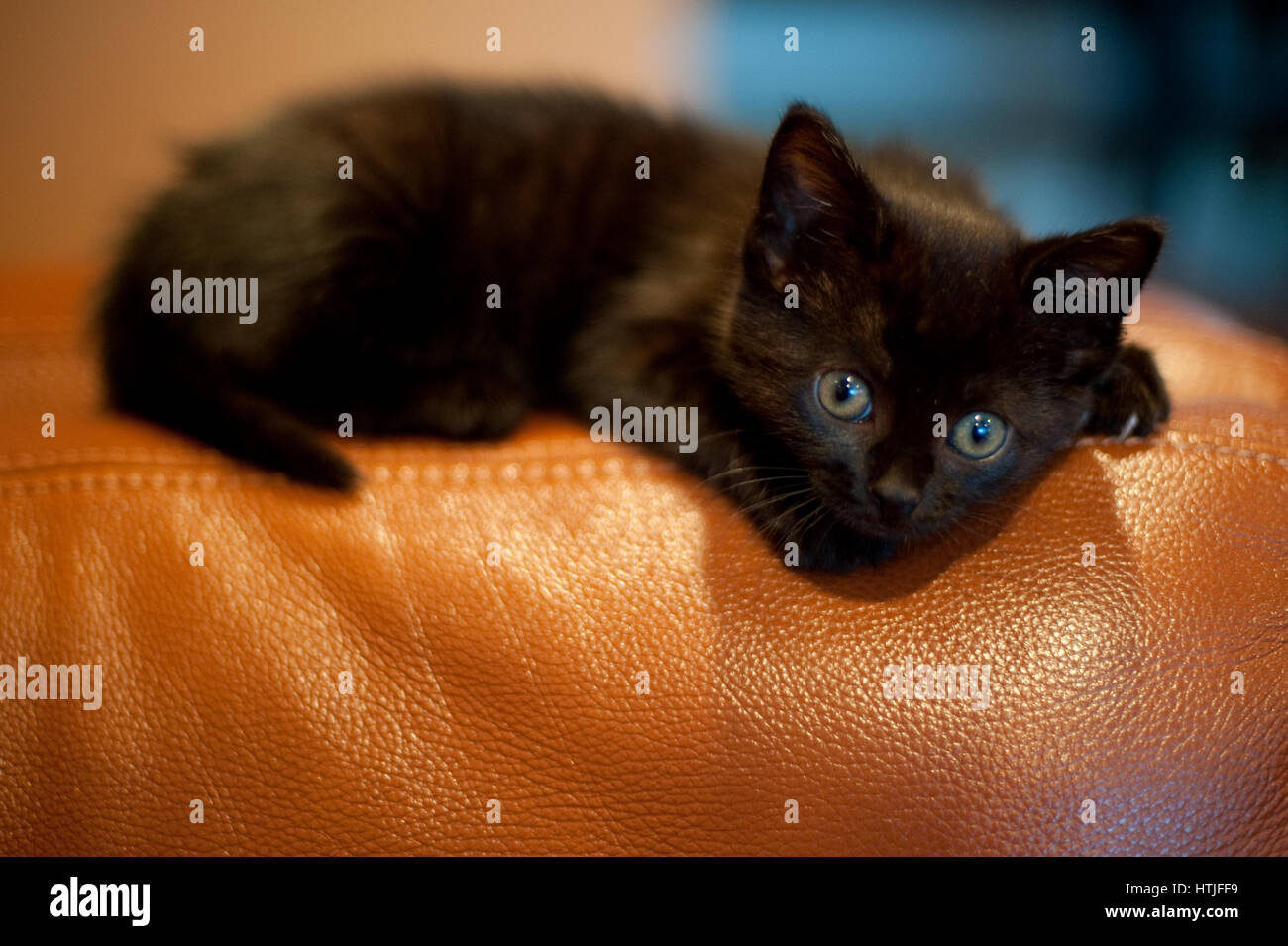 Kitten on a couch hi-res stock photography and images - Alamy