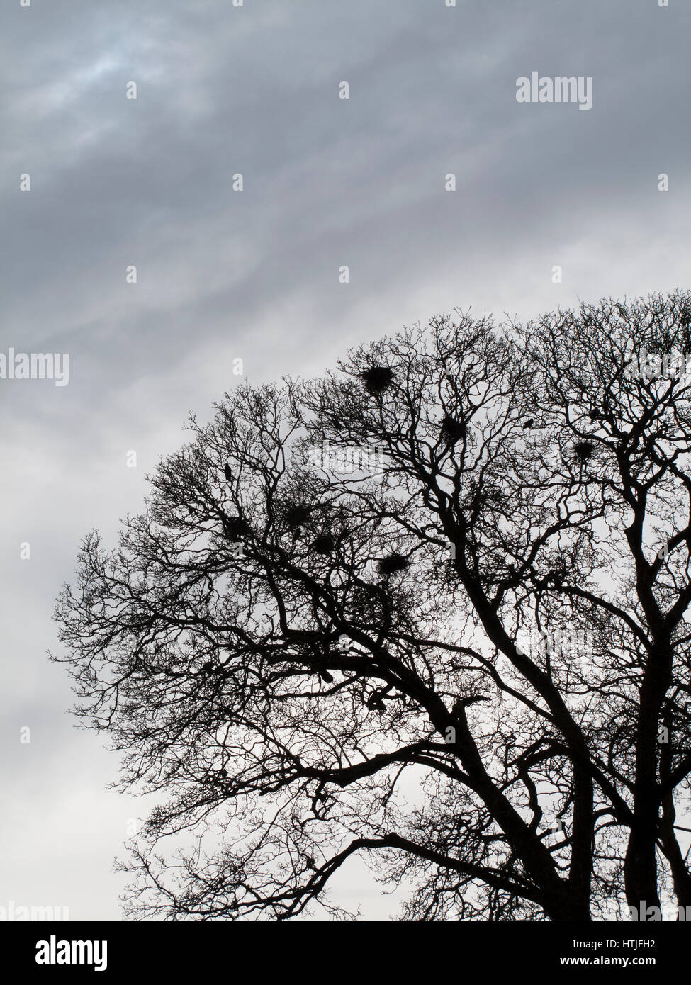 Silhouette of crows building their nests in spring time Stock Photo - Alamy