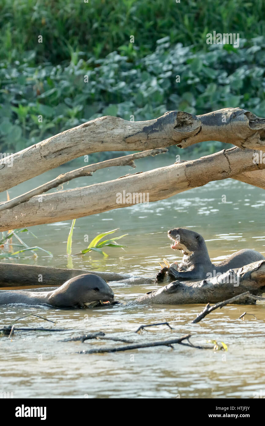 Two Giant River Otters eating fish in the Cuiaba River, the Pantanal ...