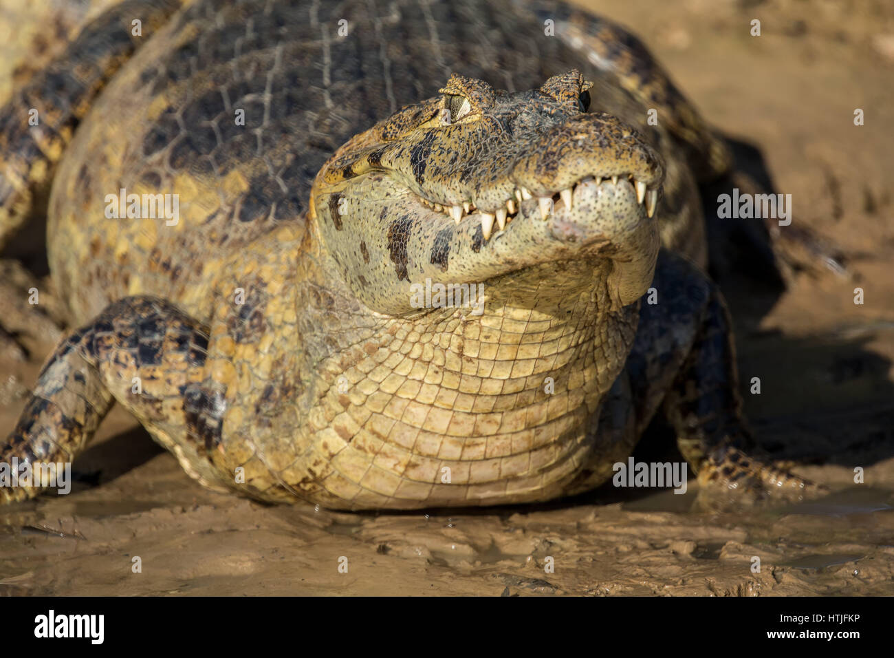 Caiman in pantanal river hi-res stock photography and images - Alamy