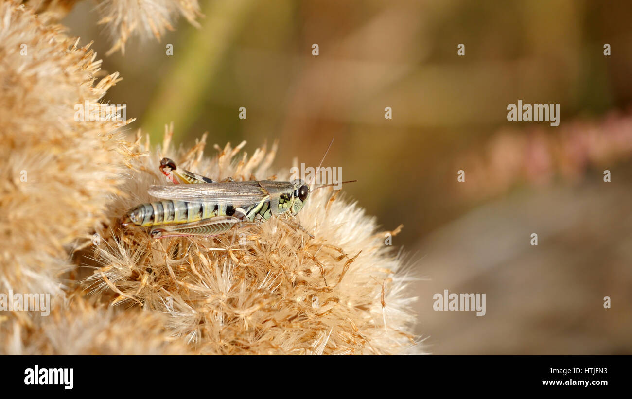 Colorado grasshopper on autumn wildflower Stock Photo - Alamy