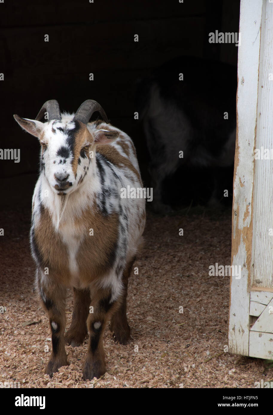 Forward facing cow hi-res stock photography and images - Alamy