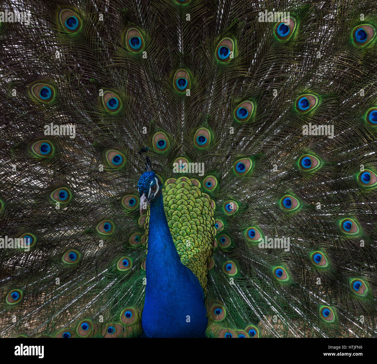 Close up of peacock with iridescent turquoise body feathers and olive ...
