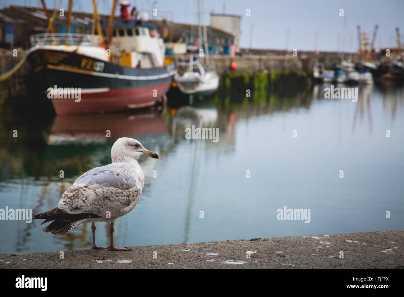 Seagull at the Penzance fish market Harbour, Cornwall Stock Photo - Alamy
