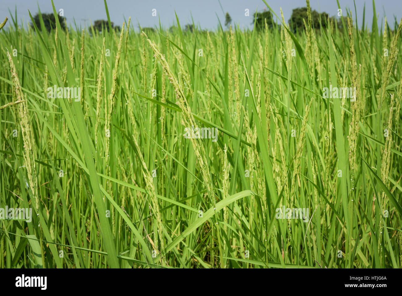 closeup rice in rice paddy field in Thailand Stock Photo - Alamy