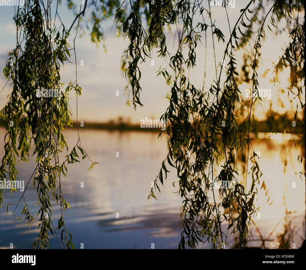 Weeping Willow Tree And Water High Resolution Stock Photography and ...