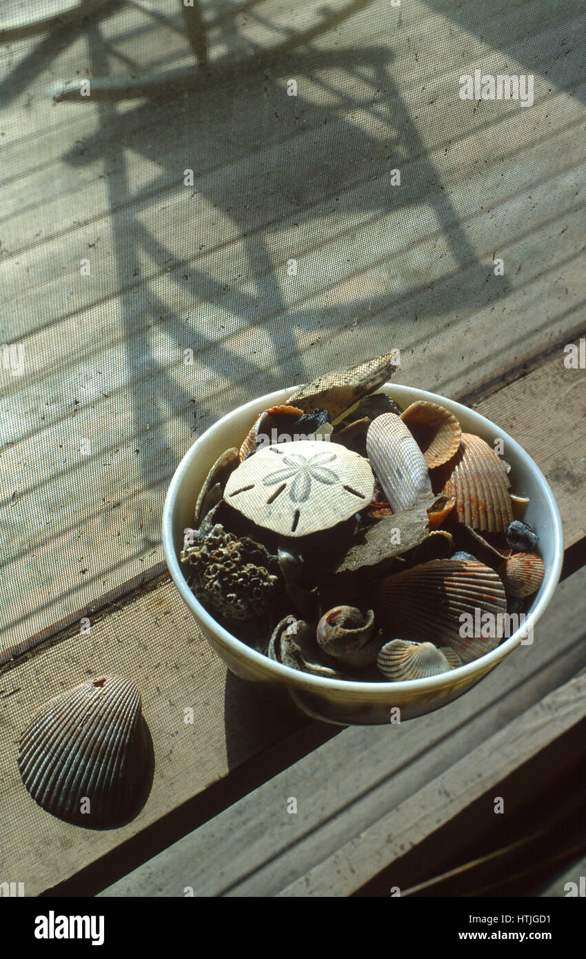 Sand dollar and other seashells Stock Photo - Alamy