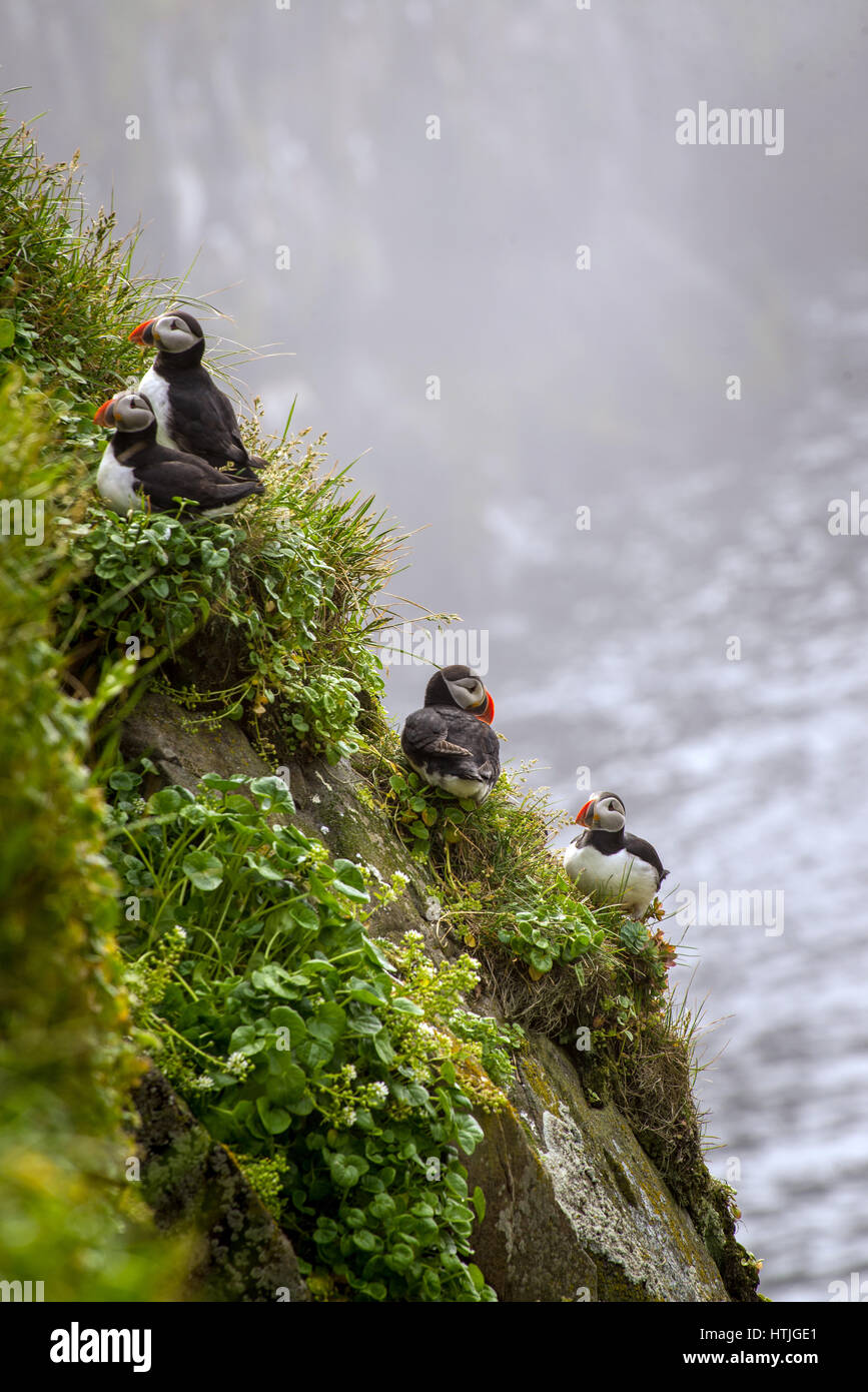 A group of puffins nesting on the walls of a cliff in Iceland Stock ...
