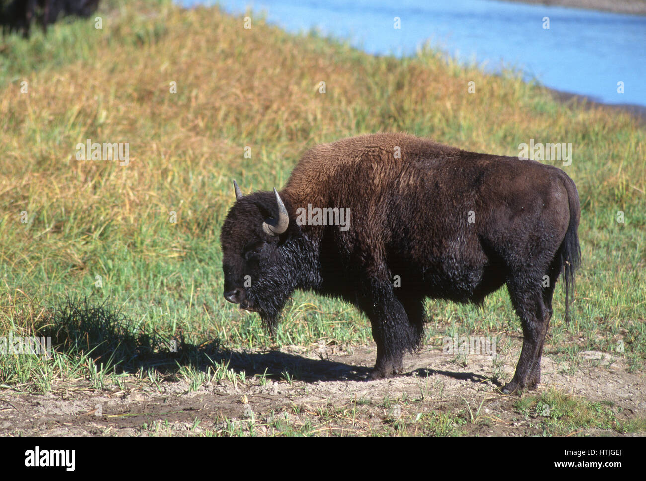 Bison at Yellowstone National Park Stock Photo - Alamy