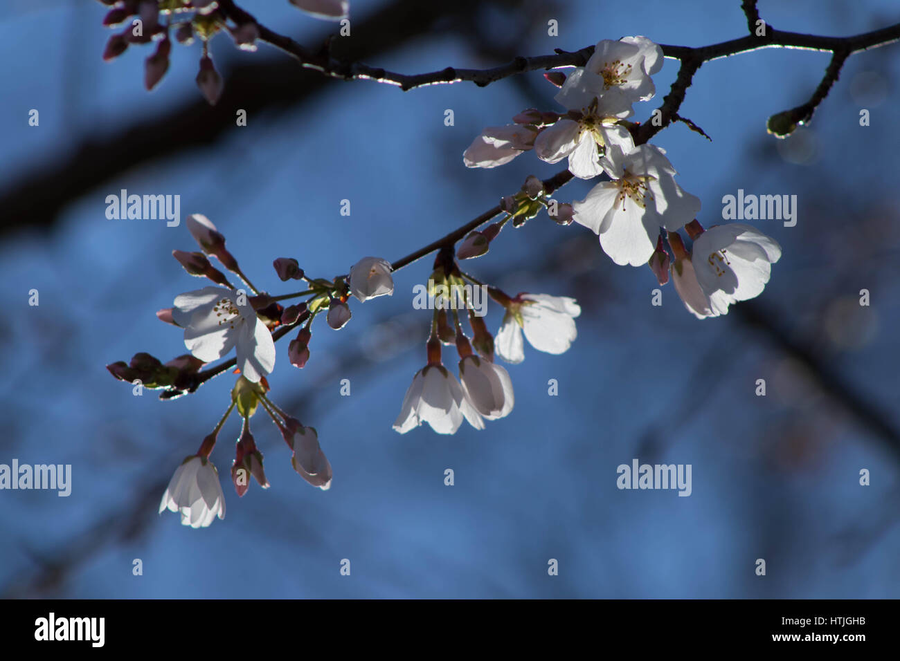 Deciduous cherry tree hi-res stock photography and images - Alamy