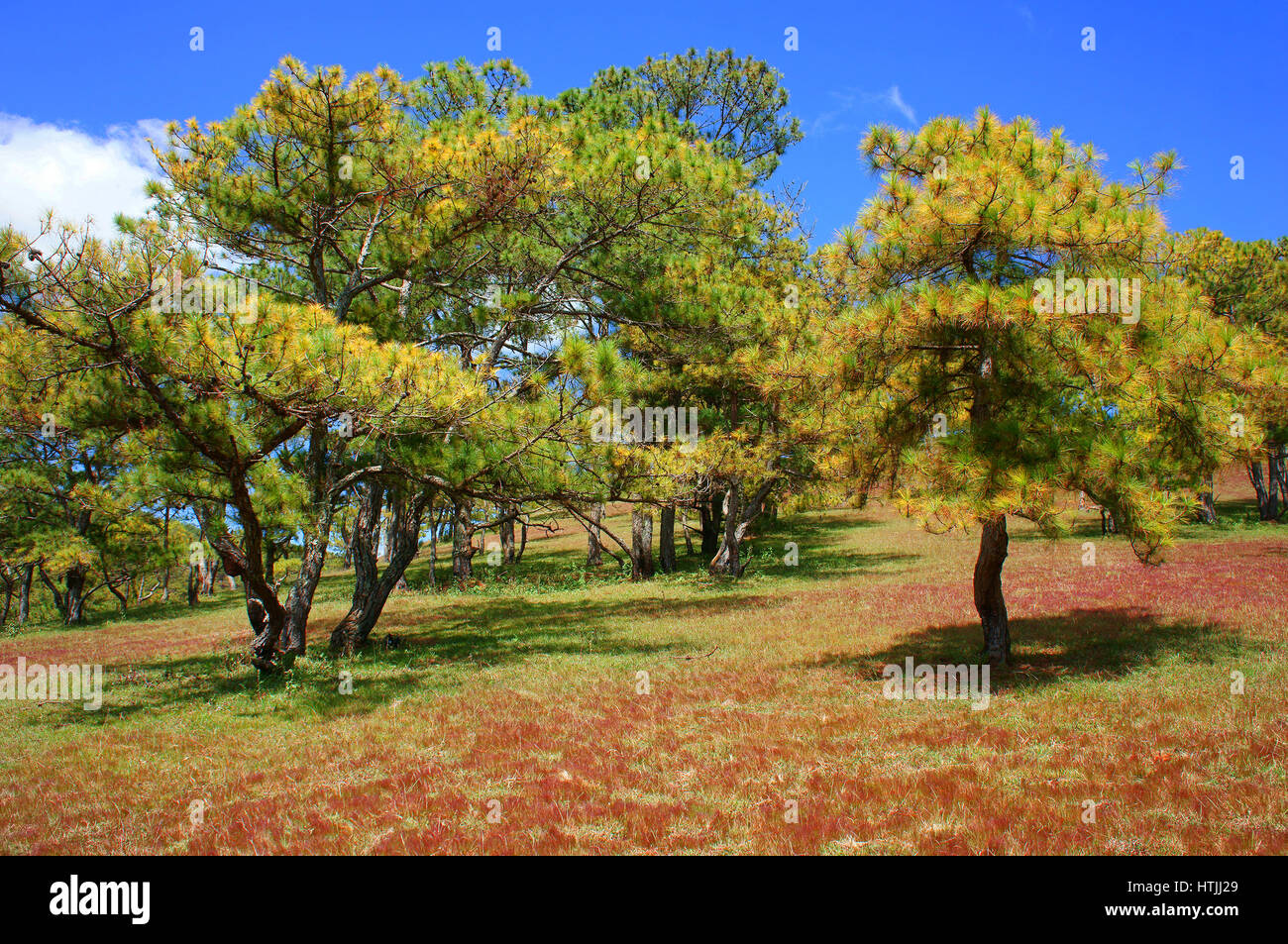 Dalat landscape, nature reserve, grass field among pine jungle on day ...
