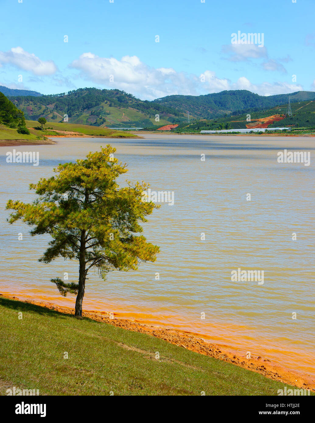 Dalat landscape, nature reserve, grass field among pine jungle on day ...