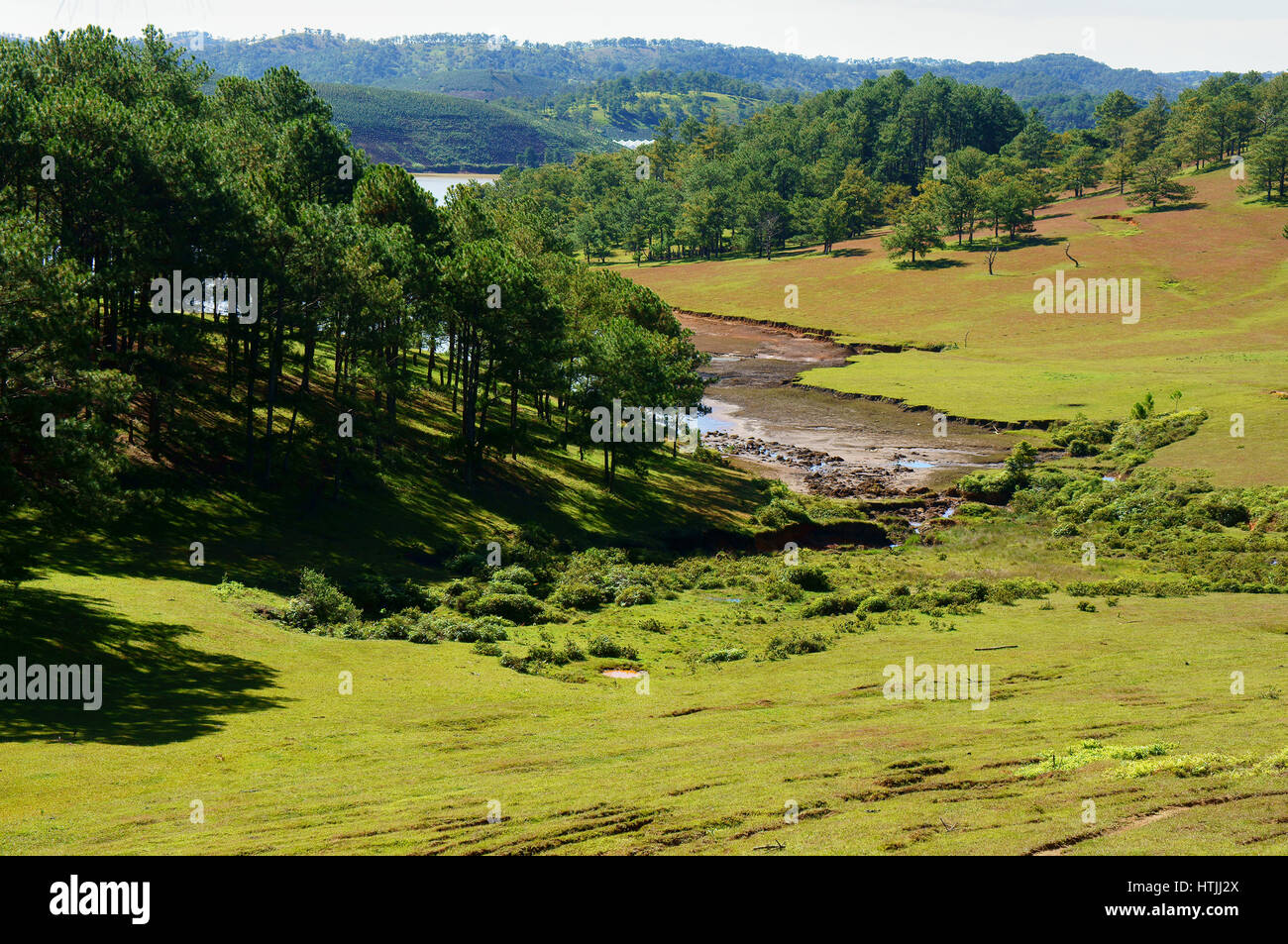 Dalat landscape, nature reserve, grass field among pine jungle on day ...