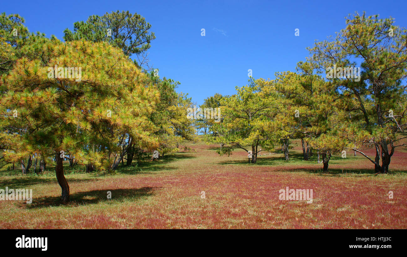 Dalat landscape, nature reserve, grass field among pine jungle on day ...