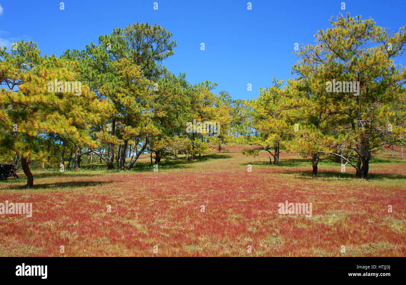 Dalat landscape, nature reserve, grass field among pine jungle on day ...