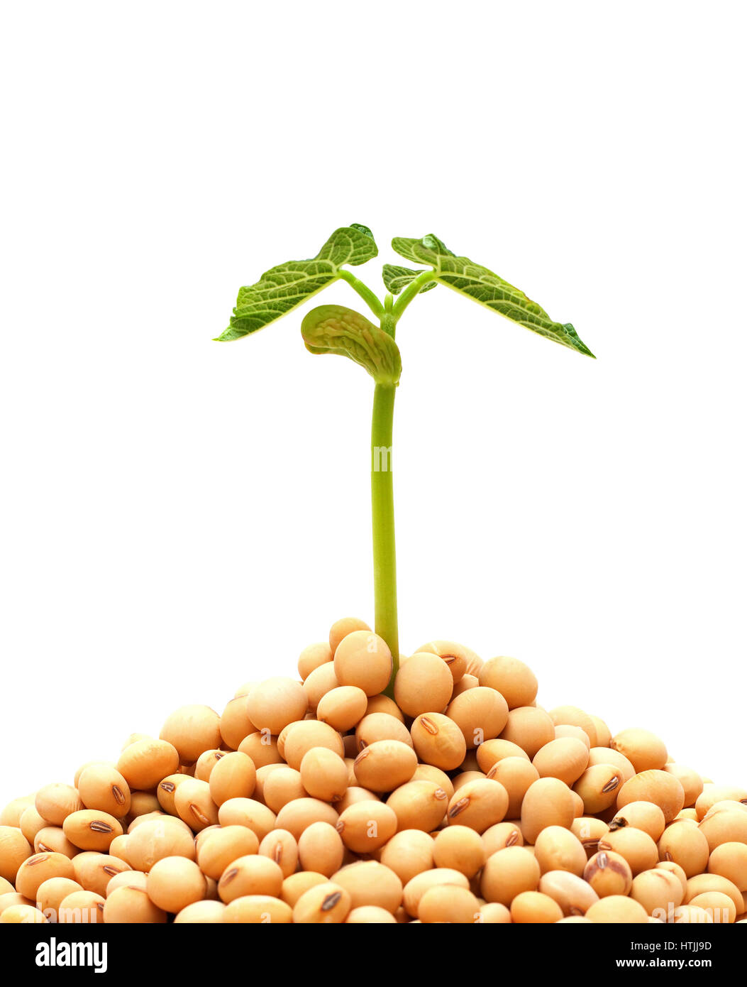 Soybean sprout isolated on white background Stock Photo - Alamy
