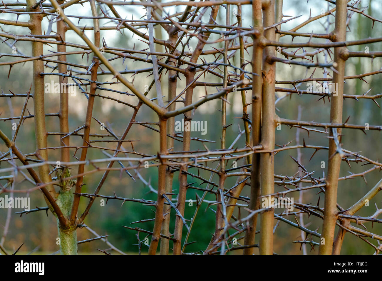 Natural defense fence with thorns Stock Photo - Alamy
