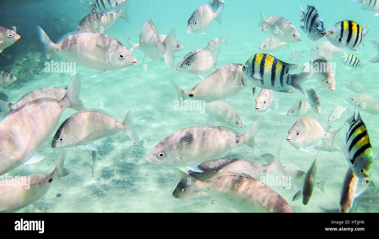 Photo of a tropical Fish on a coral reef in the Red Sea in Hurghada ...