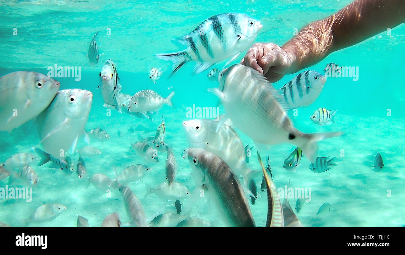 hand touch a fish in the red sea Stock Photo - Alamy