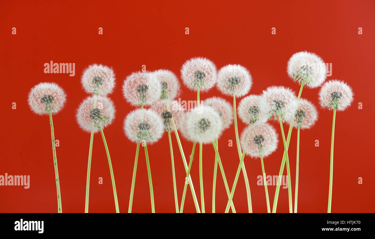 Dandelion flower on red color background, spring season concept. object ...