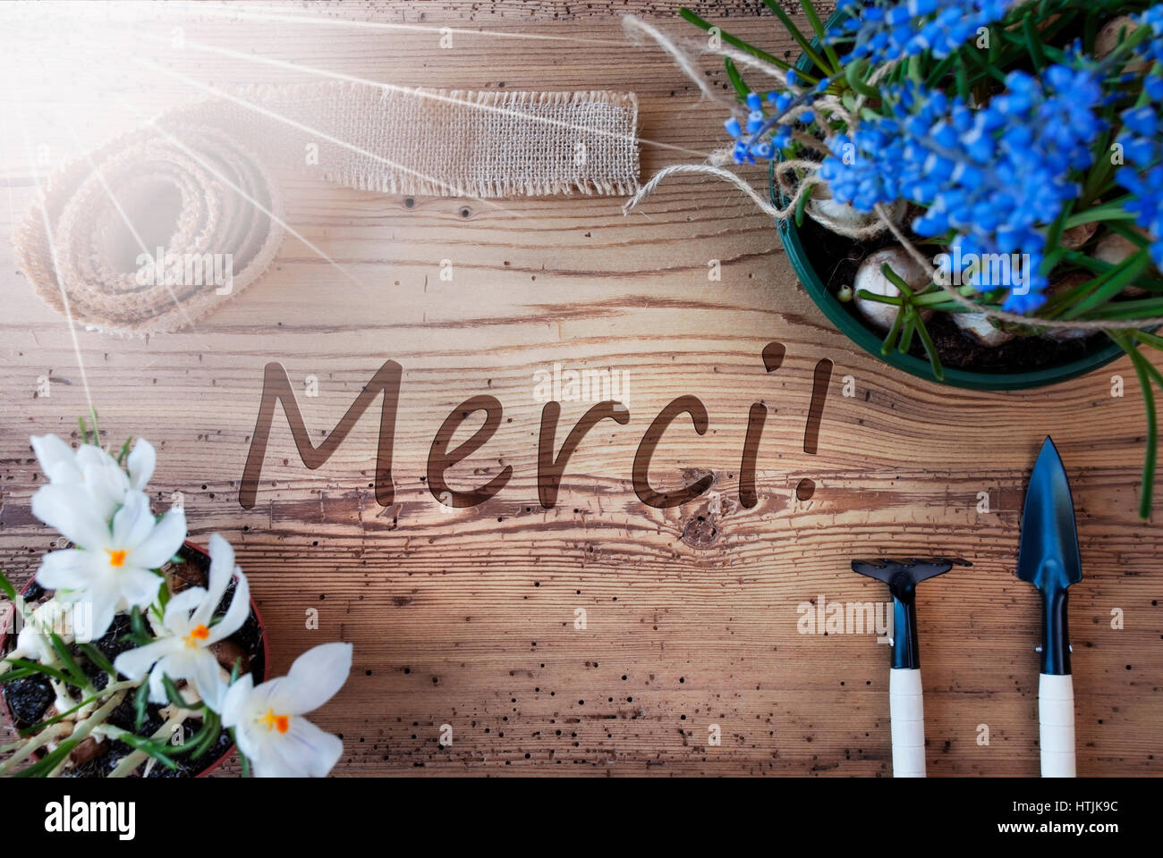 French Text Merci Means Thank You. Sunny Spring Flowers Like Grape ...