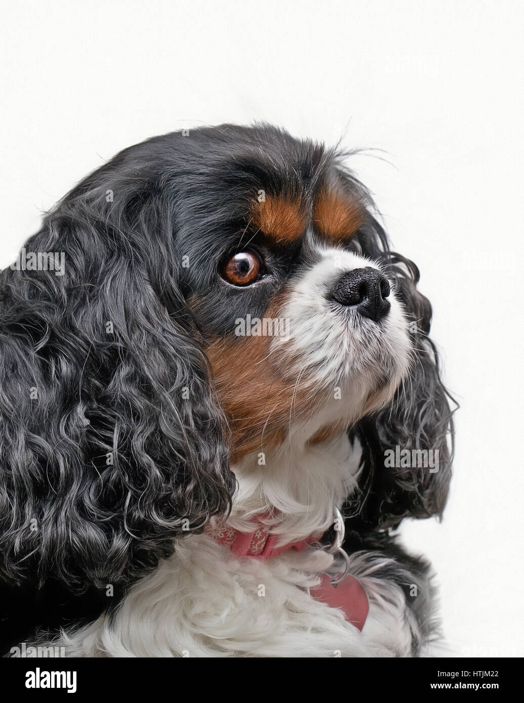 A cavalier king charles dog on a white background looking to the right ...