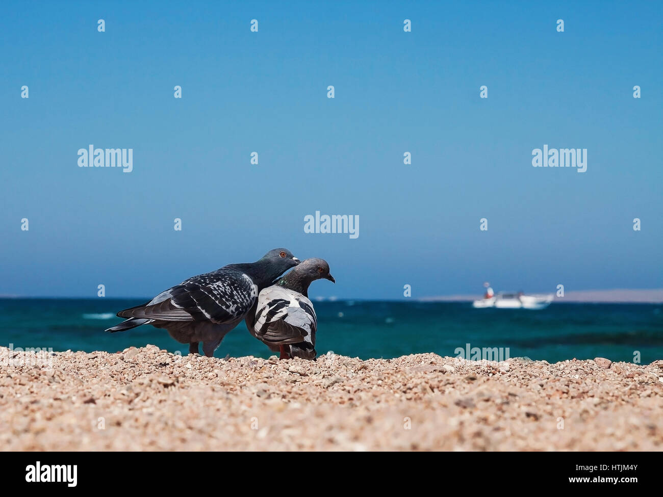 Two doves on a sandy shore morskoym show love for each other. Couple ...
