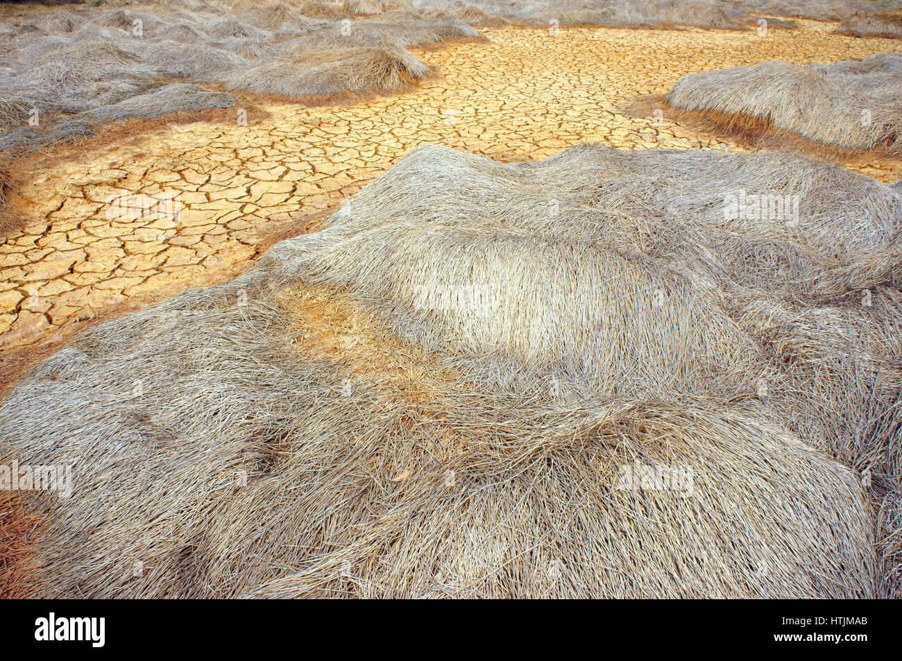 Hay on drought land, amazing arid, cracked ground, climate change made ...