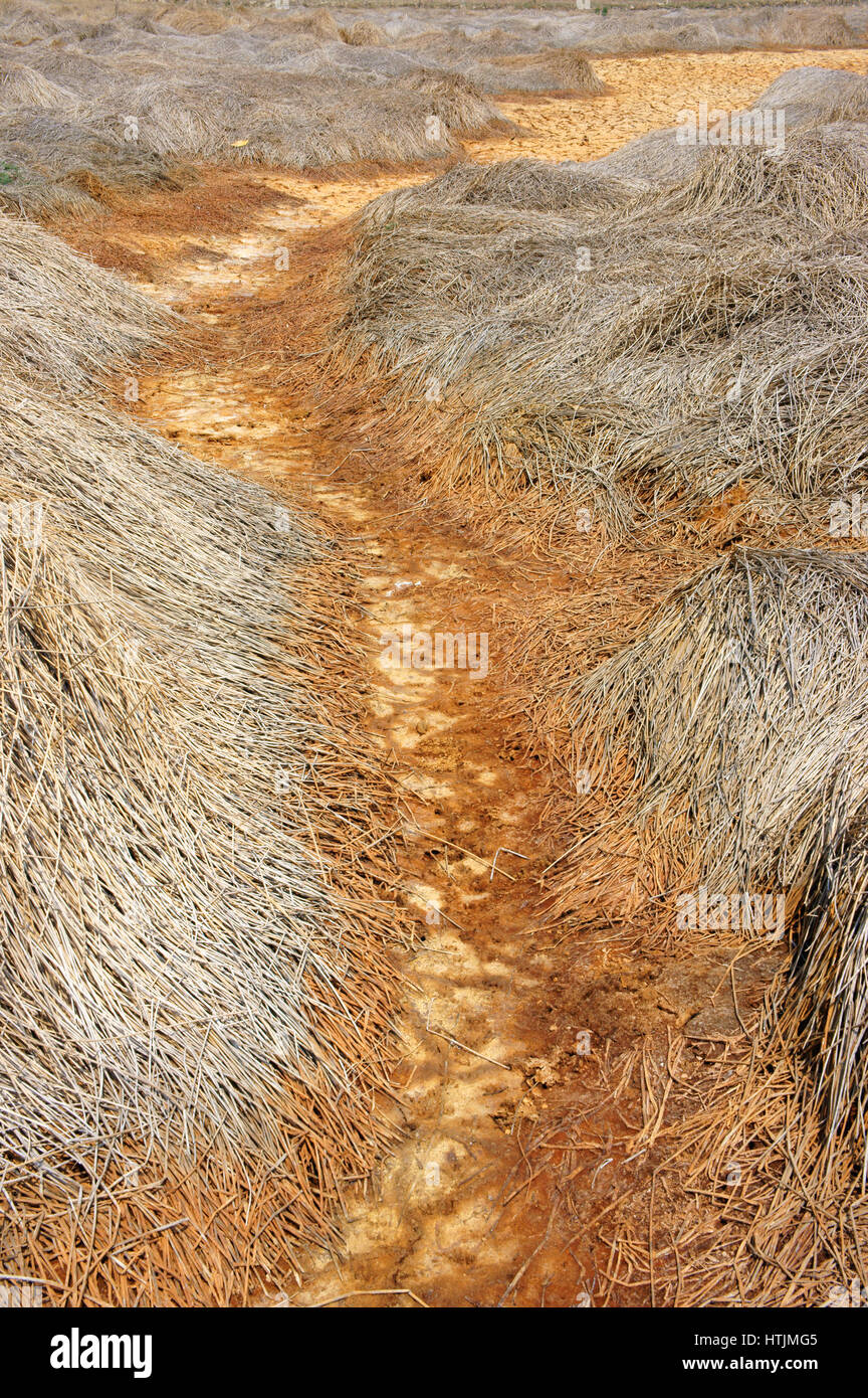 Hay on drought land, amazing arid, cracked ground, climate change made ...