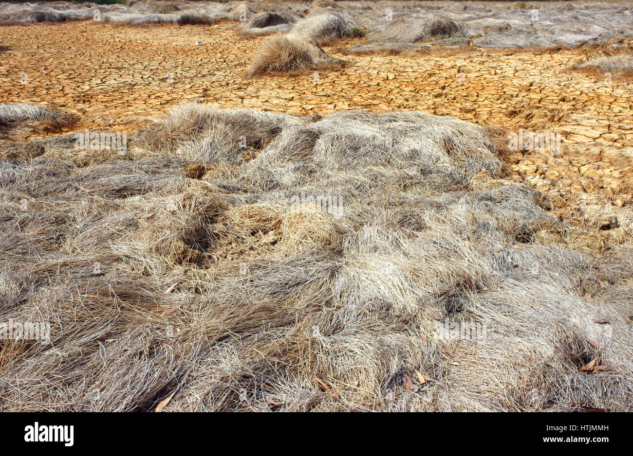 Hay on drought land, amazing arid, cracked ground, climate change made ...