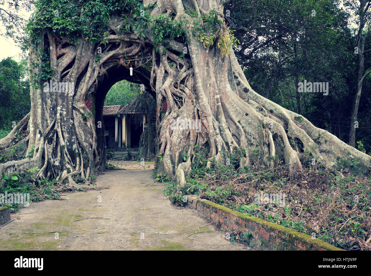 Amazing old tree with big root at ancient temple, Quang Ngai, Vietnam ...
