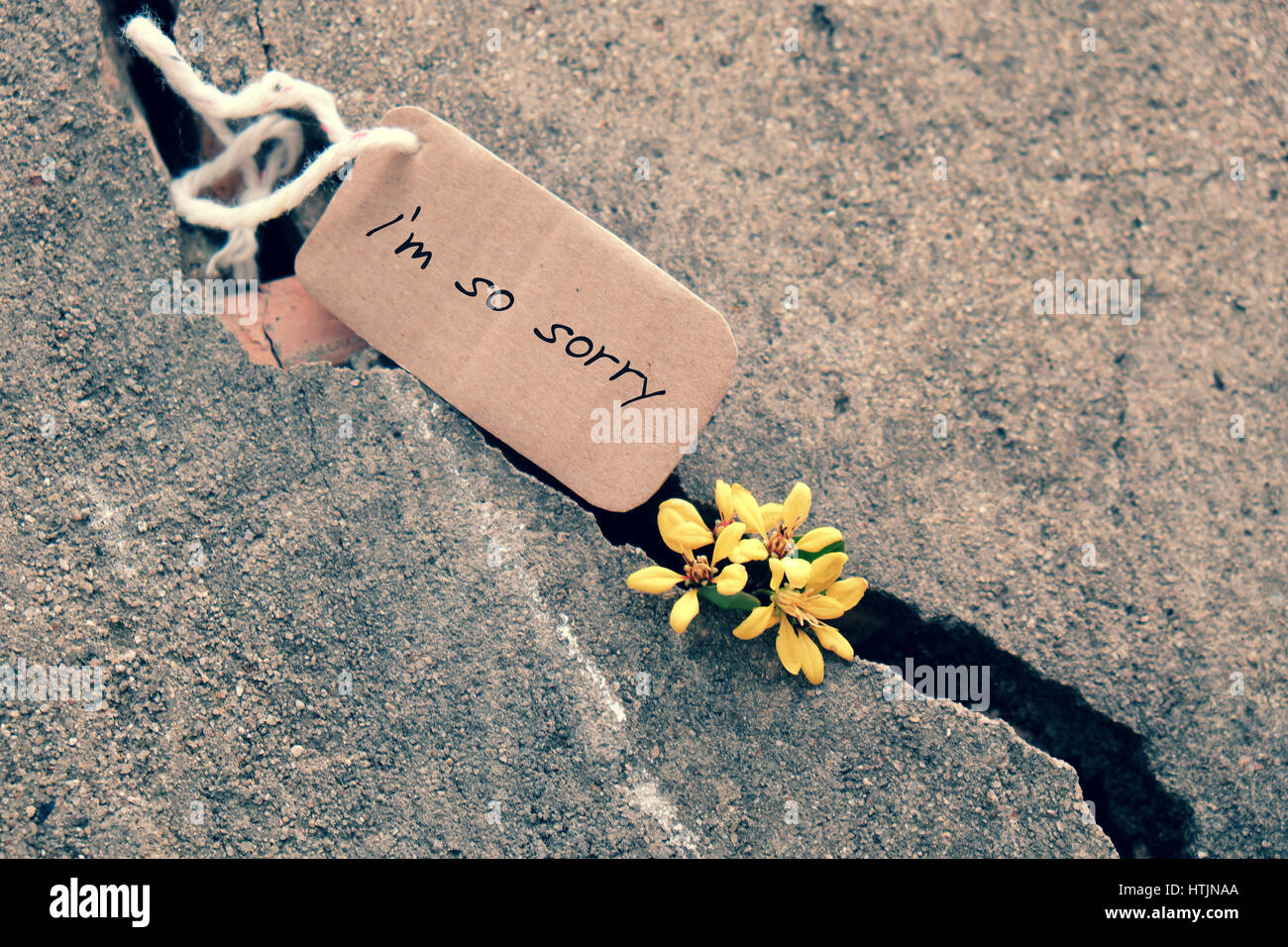 Sorry background with yellow tiny flower on old cement wall, I'm so ...