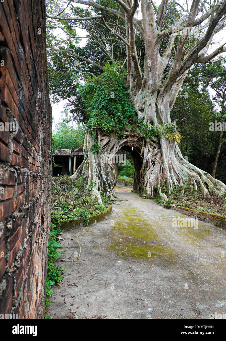 Amazing old tree with big root at ancient temple, Quang Ngai, Vietnam ...