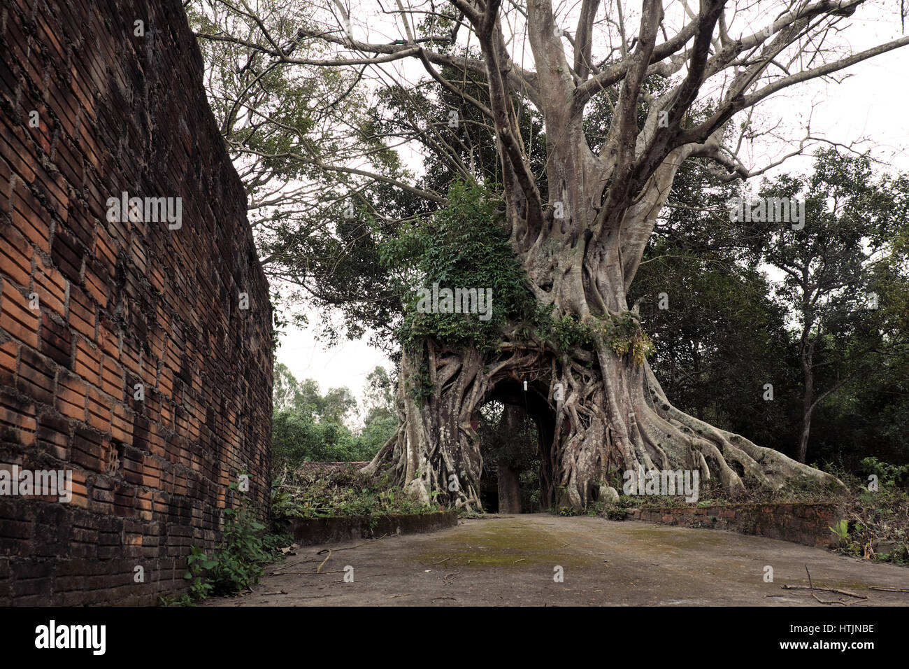 Amazing old tree with big root at ancient temple, Quang Ngai, Vietnam ...