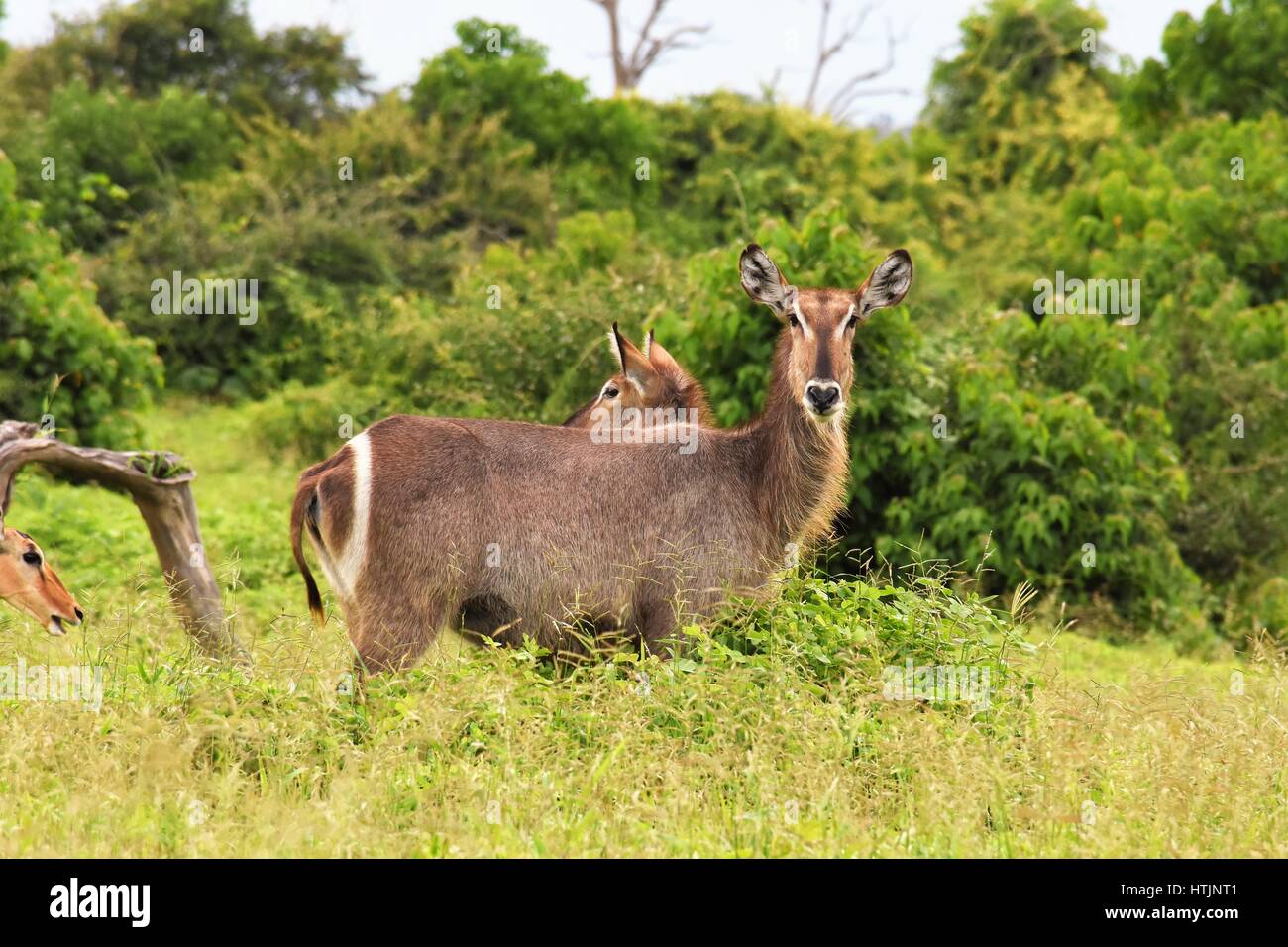 Zygodactyl hi-res stock photography and images - Alamy
