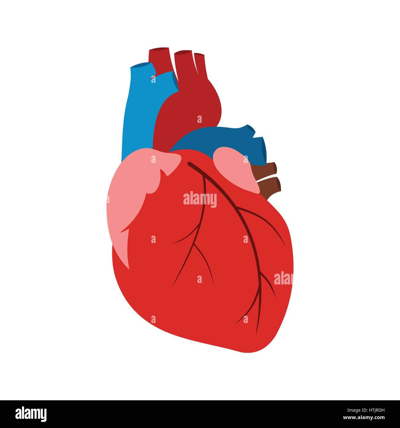 Human heart icon Stock Vector Image & Art - Alamy