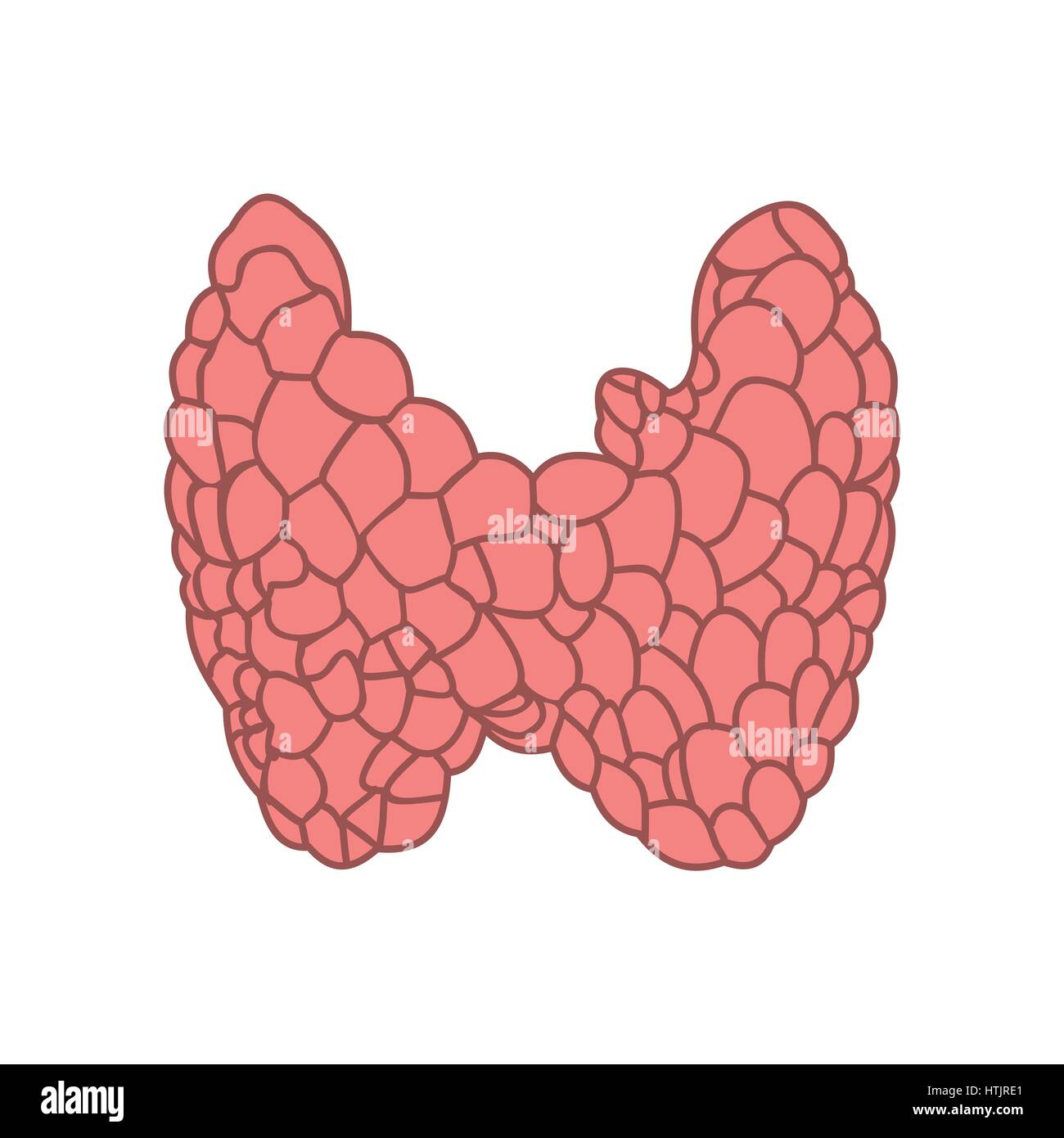 Larynx normal hi-res stock photography and images - Alamy