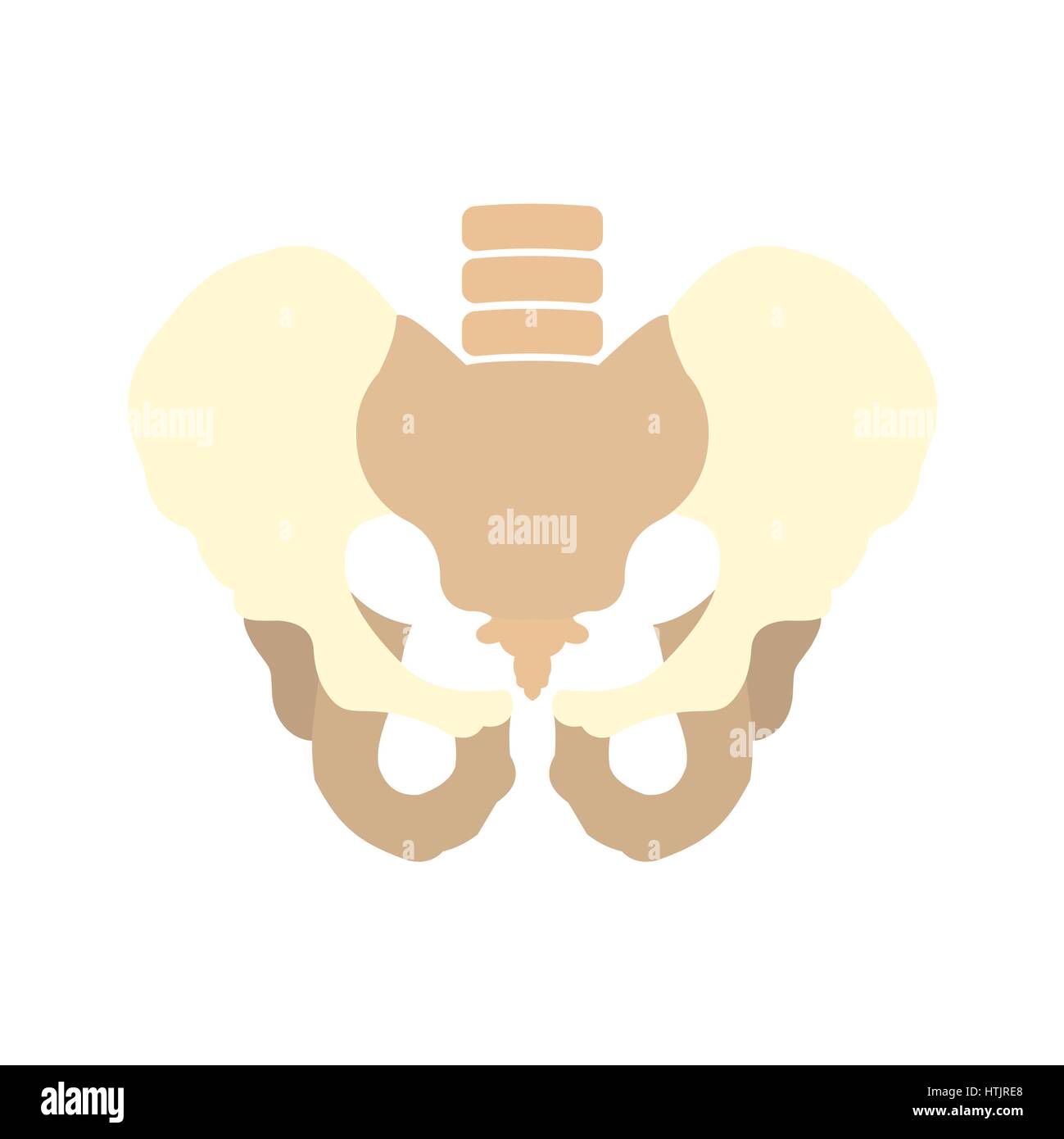 Illustration human hip bones Stock Vector Images - Alamy