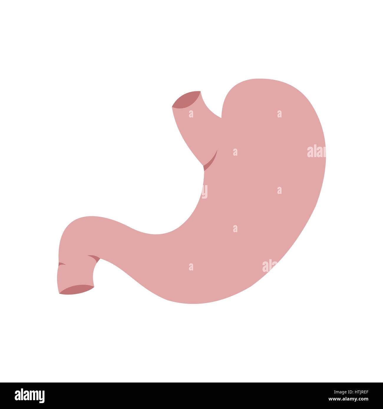 Human stomach icon Stock Vector Image & Art - Alamy