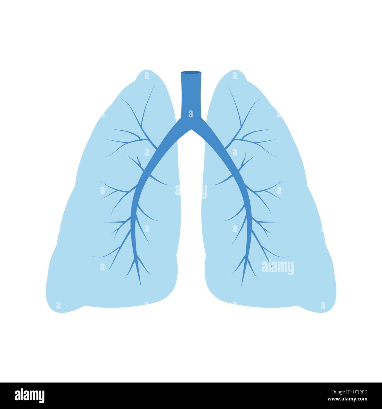 Human thorax icon flat Cut Out Stock Images & Pictures - Alamy