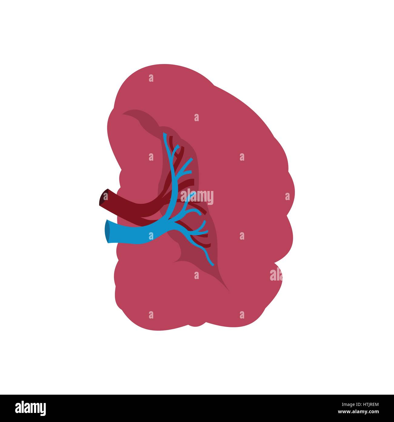 Spleen human organ flat Cut Out Stock Images & Pictures - Alamy