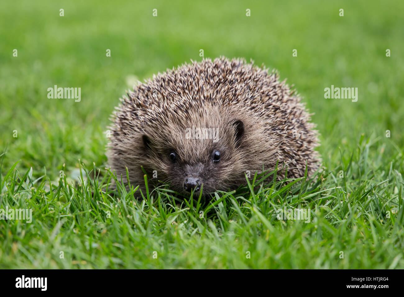 Hedgehogs Walking High Resolution Stock Photography and Images - Alamy