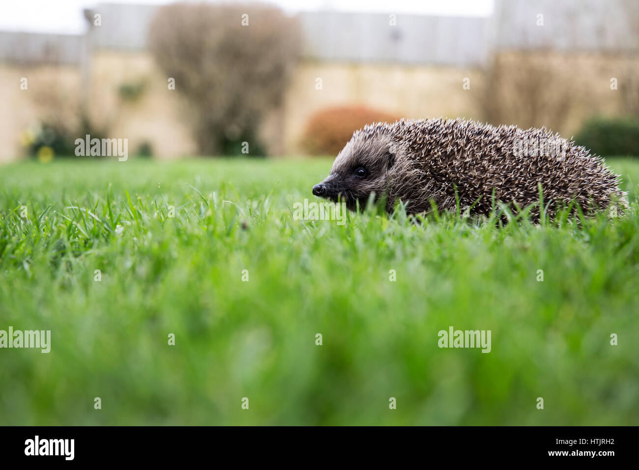 A Hedgehog Exploring A Garden Stock Photo - Alamy