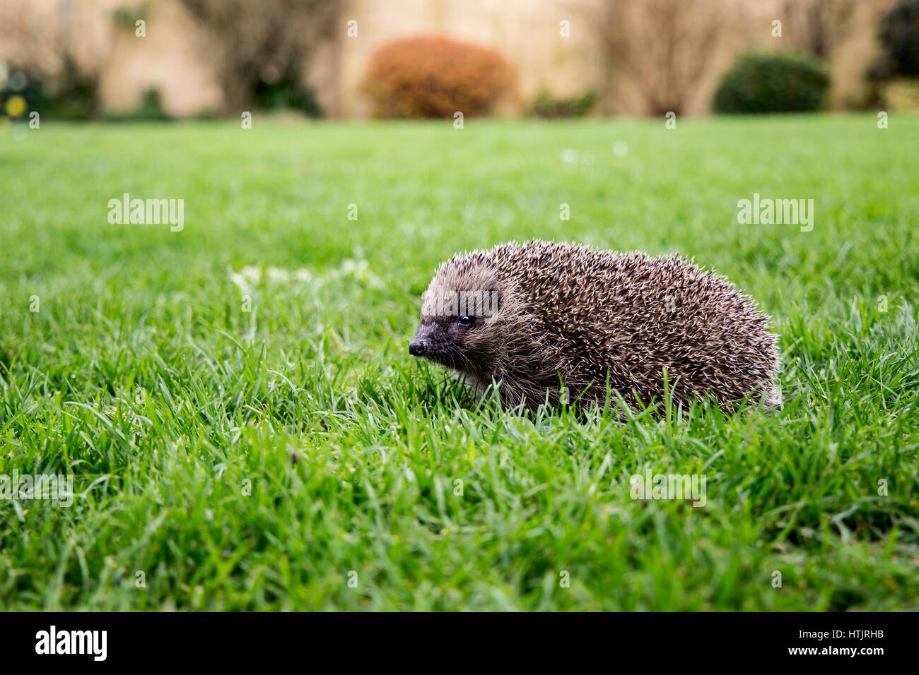 British hedgehogs hi-res stock photography and images - Alamy