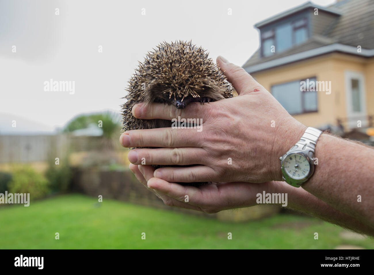 A Man Carrying A Hedgehog In His Hands Stock Photo - Alamy