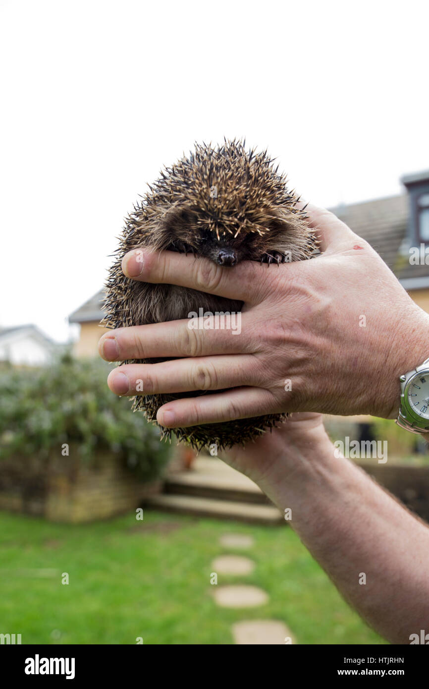 A Man Carrying A Hedgehog In His Hands Stock Photo - Alamy