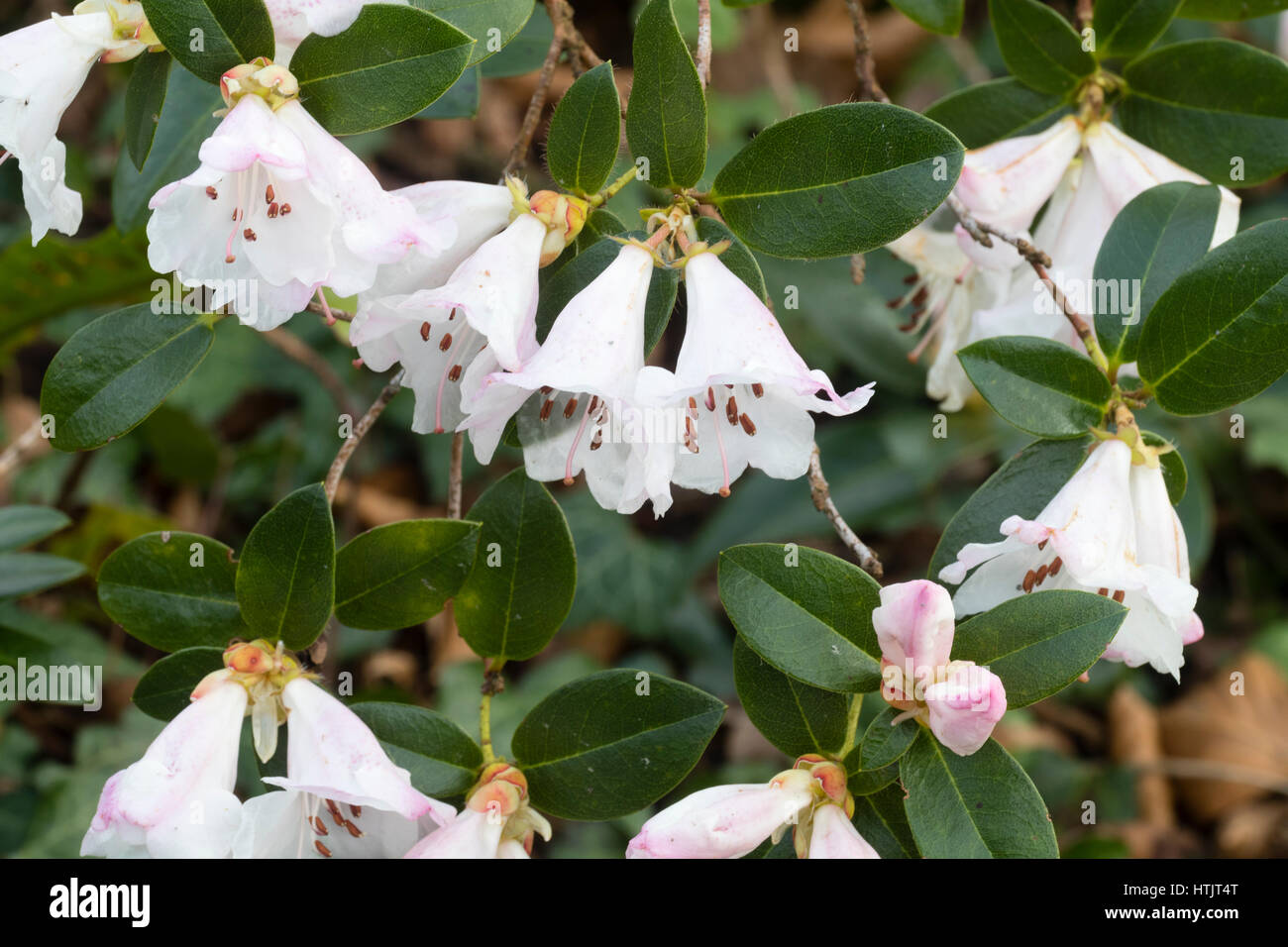 March flowers hi-res stock photography and images - Alamy